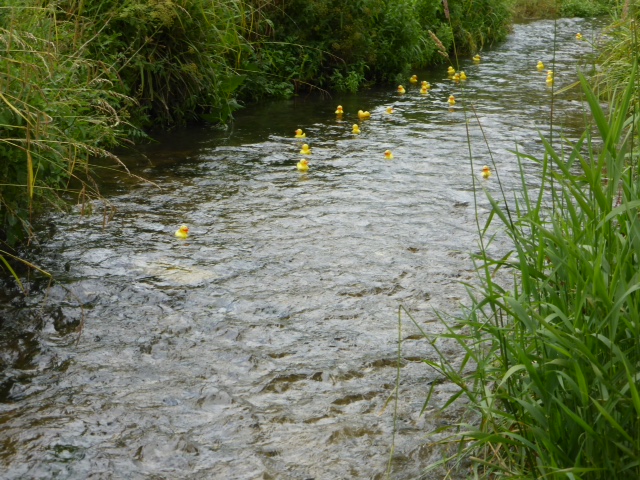 SUMMER DUCK RACE £344 RAISED – Wessex Area NewstrAid Committee